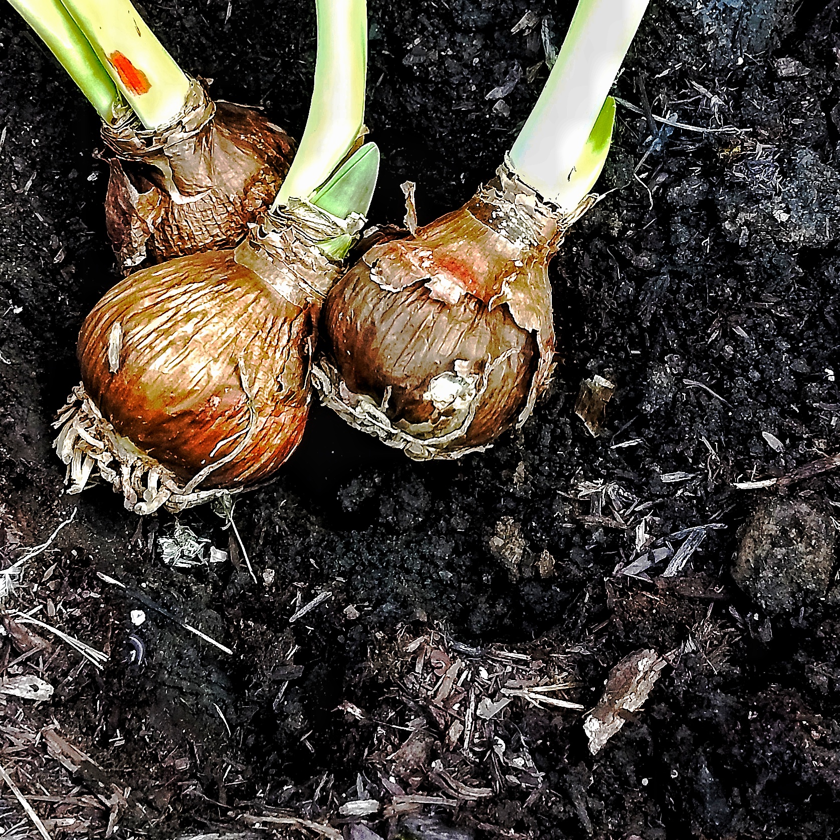 Epiphany Joy: Bulbs – some comfort and joy